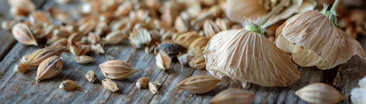 Ambrette Seed Perfume Notes Collection | Neverabore.com – NEVERABORE