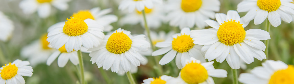 Chamomile Perfume Notes Collection | Neverabore.com – NEVERABORE