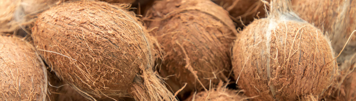 Coconut Perfumes – NEVERABORE