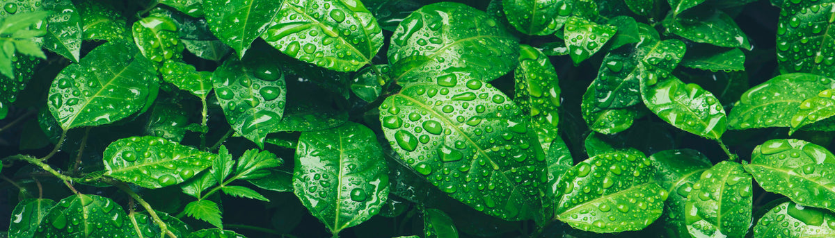 Green Notes Perfumes Notes Collection | Neverabore.com – NEVERABORE