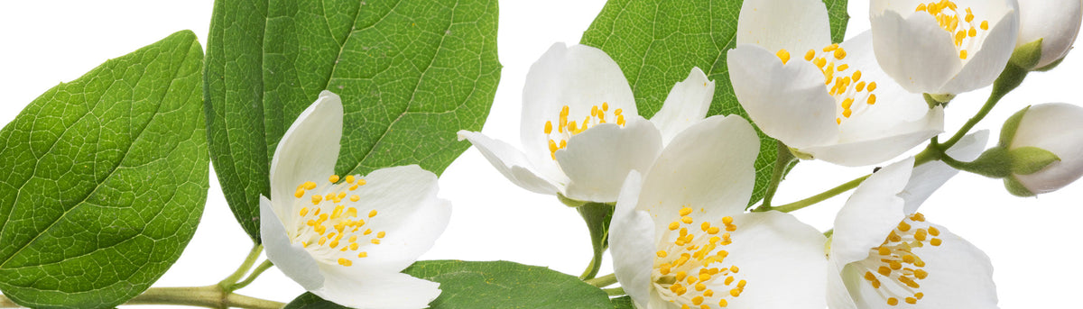 Jasmine Flower Perfumes Notes Collection | Neverabore.com – NEVERABORE