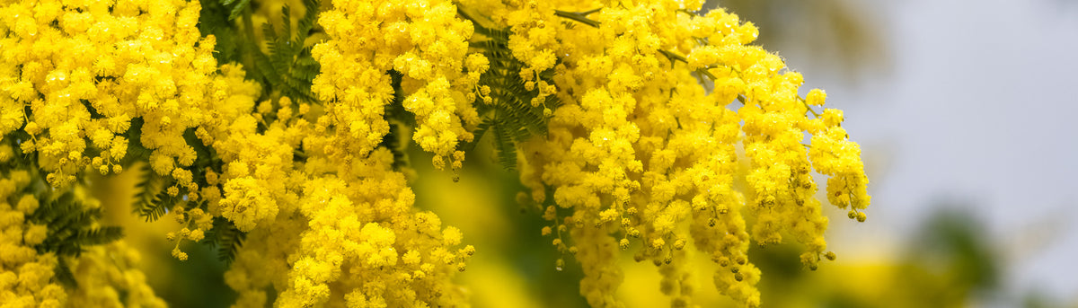 Mimosa Perfumes Notes Collection | Neverabore.com – NEVERABORE