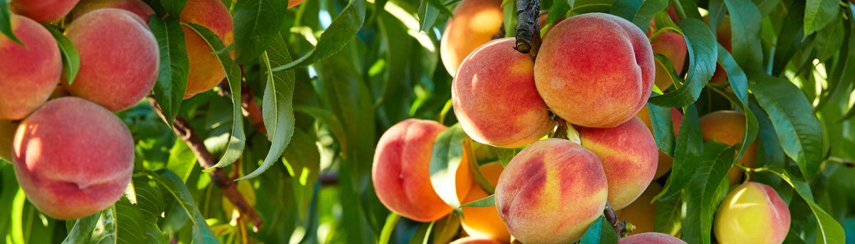 Peach Notes Perfume Collection | Neverabore.com – NEVERABORE