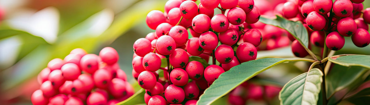 Pink Pepper Notes Perfume Collection | Neverabore.com – NEVERABORE