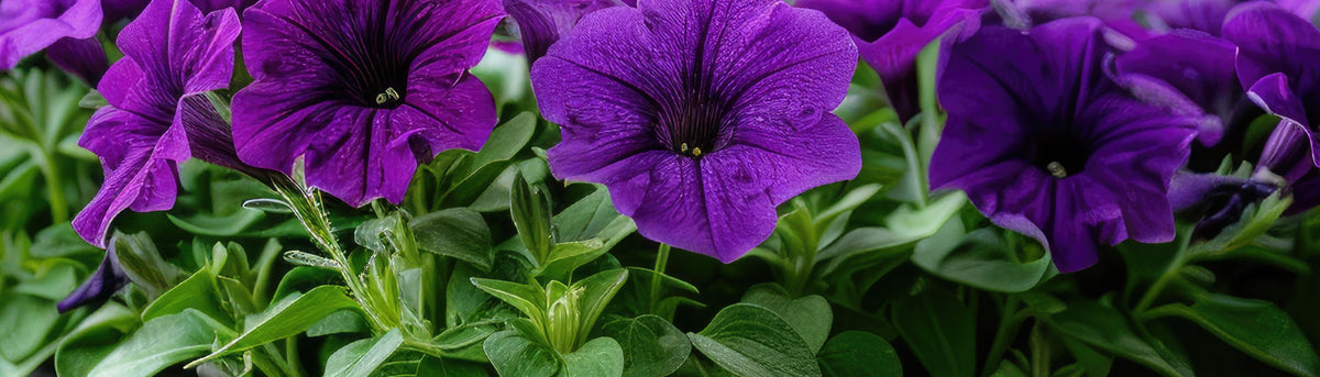 Violet Leaf Notes Perfume Collection | Neverabore.com – NEVERABORE